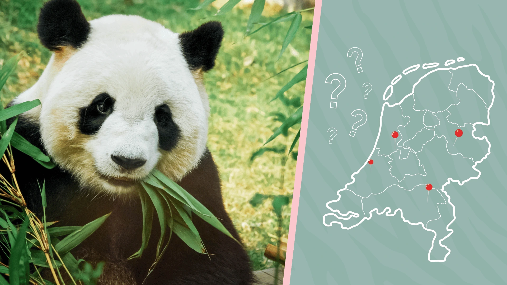 In deze dierentuinen kun je panda's vinden