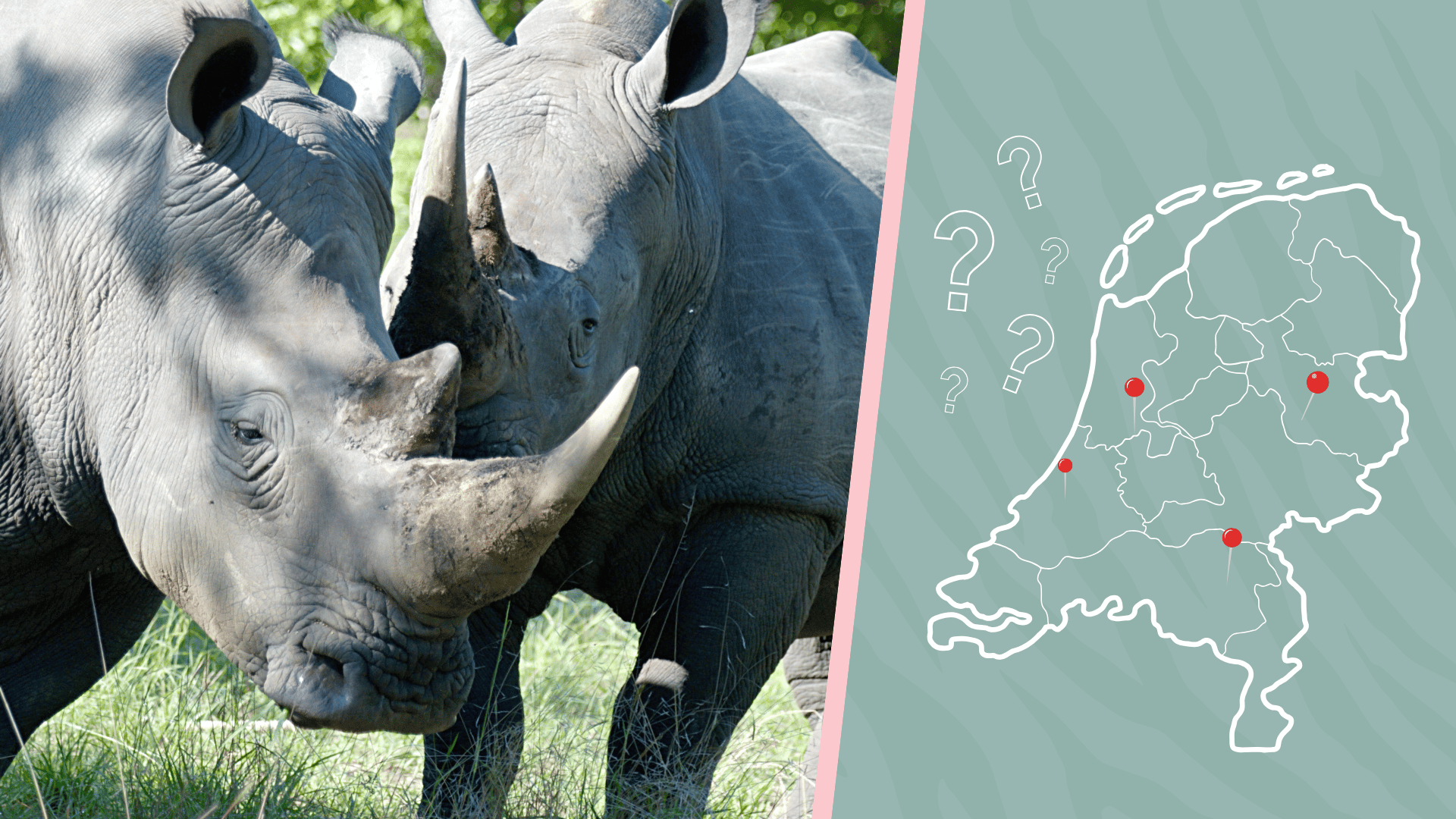 In deze dierentuin kun je neushoorns bewonderen