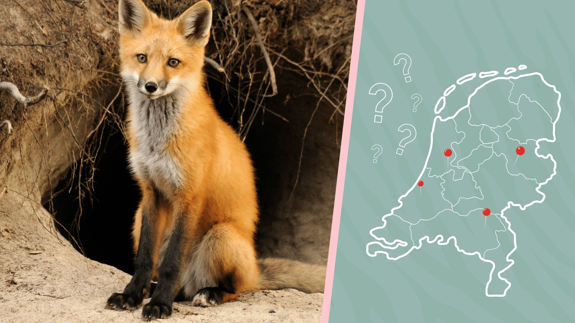 In deze dierentuin kun je vossen bewonderen