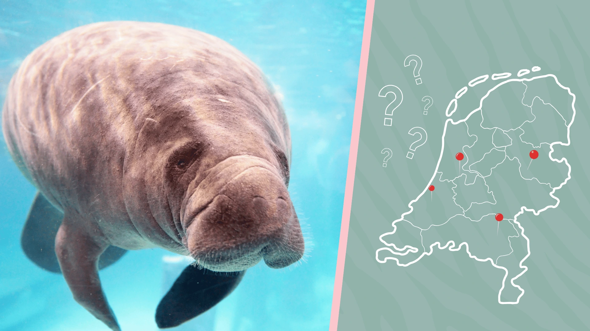 In deze dierentuinen kun je zeekoeien vinden