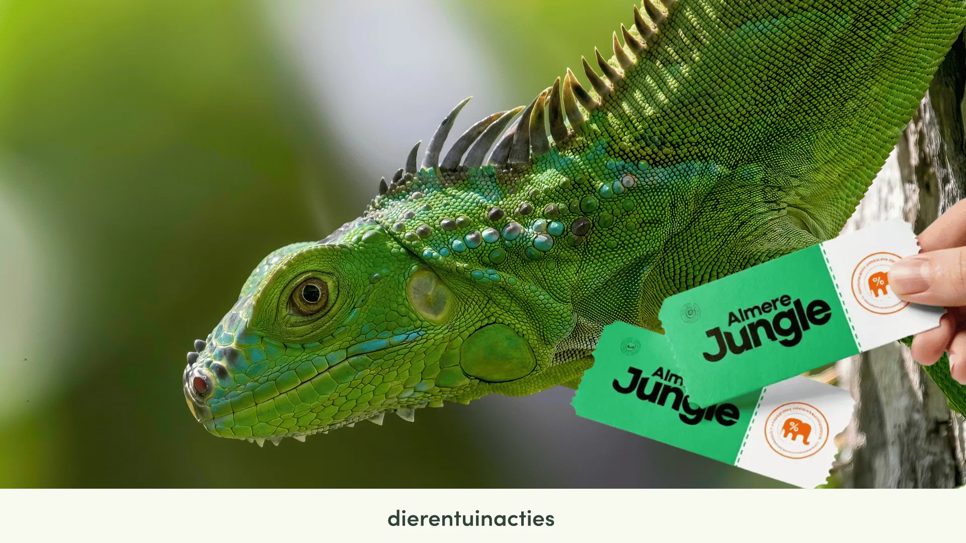 Almere Jungle Korting - Bespaar tot 30% op tickets